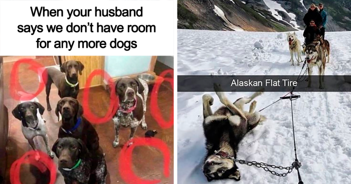 ‘Awkward Animals’: 50 Pics ‘For Animal Lovers Of All Kinds’ | Bored Panda