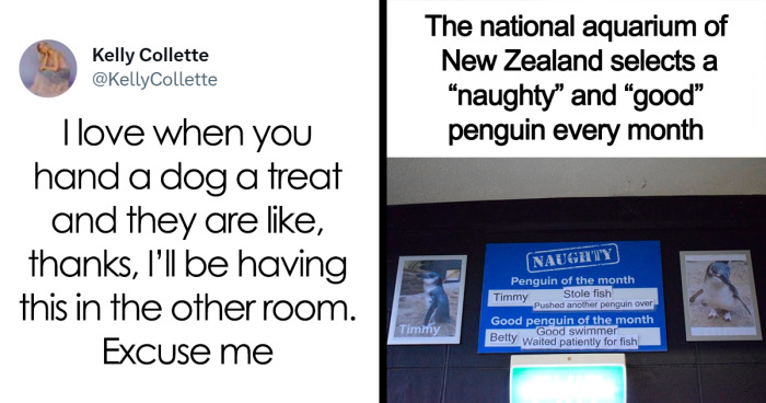 ‘Awkward Animals’: 50 Pics ‘For Animal Lovers Of All Kinds’ | Bored Panda