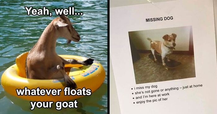 ‘Awkward Animals’: 50 Pics ‘For Animal Lovers Of All Kinds’ | Bored Panda