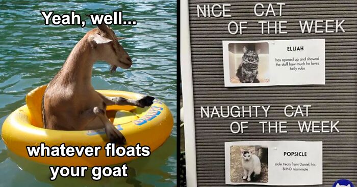 ‘Awkward Animals’: 50 Pics ‘For Animal Lovers Of All Kinds’ | Bored Panda