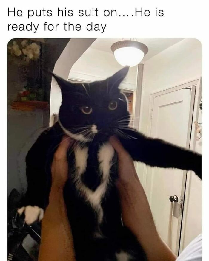 ‘The Council Of Cattos’: 45 Meowtastic Posts To Bring You A Dose Of ...