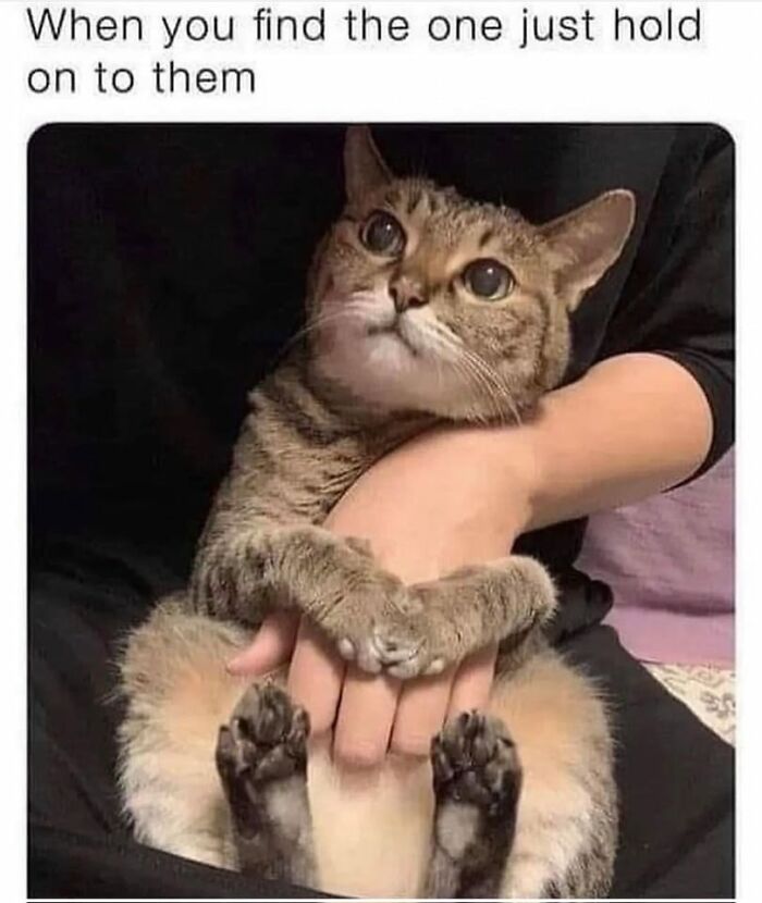 ‘The Council Of Cattos’: 45 Meowtastic Posts To Bring You A Dose Of ...