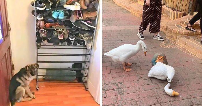 50 Times People Spotted Animals Doing Their Usual Stuff And Just Had To ...