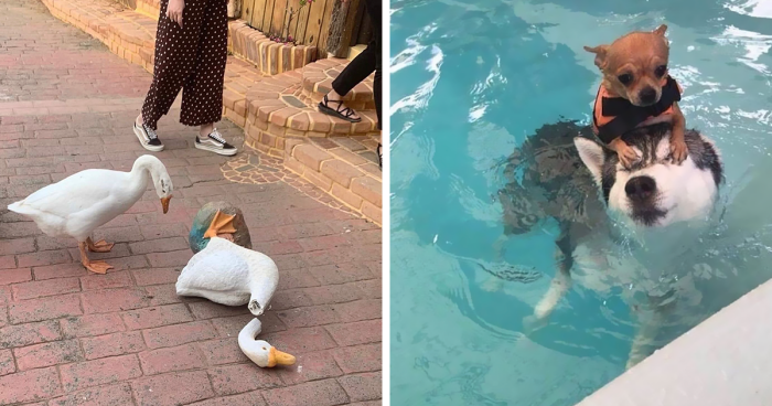 50 Times People Spotted Animals Doing Their Usual Stuff And Just Had To ...