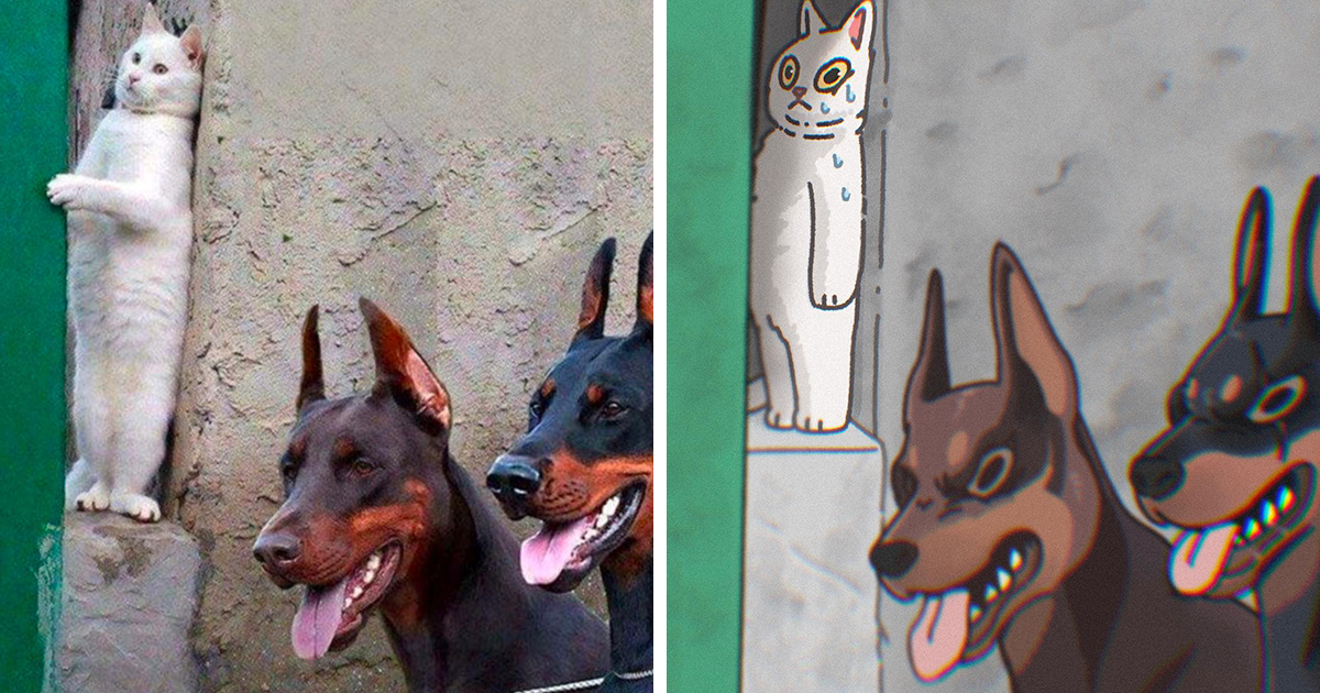Funny Images Of Cats Found On The Internet Get Transformed Into Cute ...
