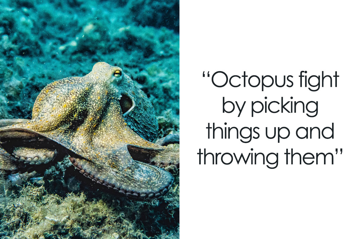 40 Weird Animal Behaviors That Are As Weird As They Are Impressive | Bored Panda