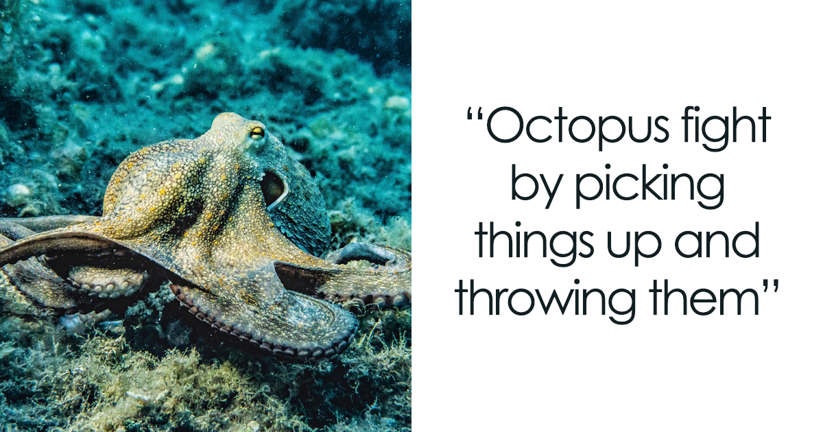 40 Weird Animal Behaviors That Are As Weird As They Are Impressive ...
