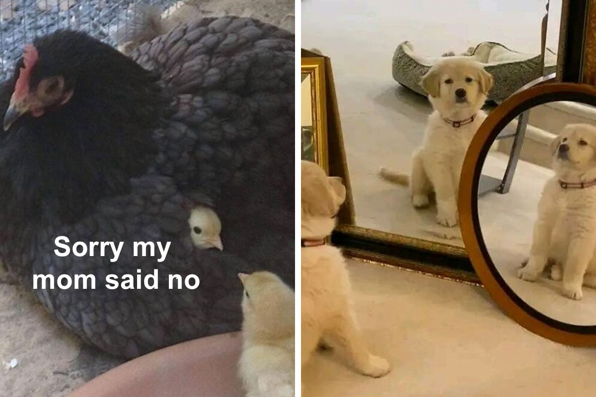 30 Wholesome Pics To Remind You There’s Good In The World, As Shared On ...