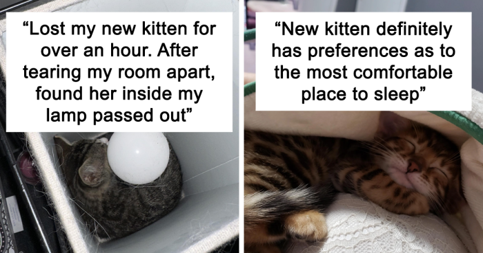 40 Of The Most Heartwarming Pics And Stories Of Happily Adopted Pets ...