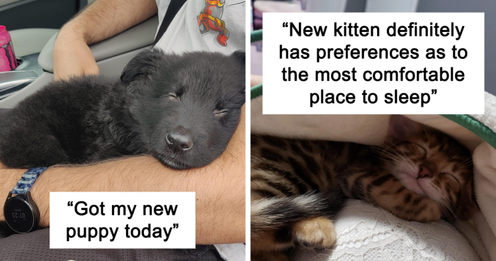 40 Of The Most Heartwarming Pics And Stories Of Happily Adopted Pets ...