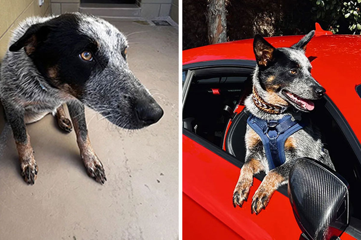 40 Pictures Of Dogs’ Before-And-After Transformations Post Adoption To ...