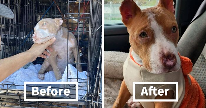 40 Pictures Of Dogs’ Before-And-After Transformations Post Adoption To Melt Your Heart (New Pics ...