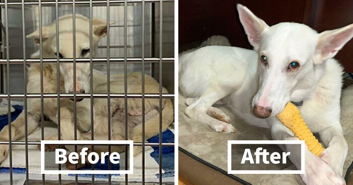 40 Pictures Of Dogs’ Before-And-After Transformations Post Adoption To Melt Your Heart (New Pics ...