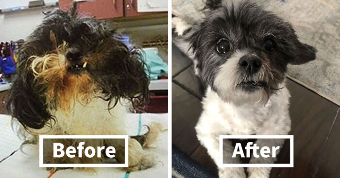 40 Pictures Of Dogs’ Before-And-After Transformations Post Adoption To ...