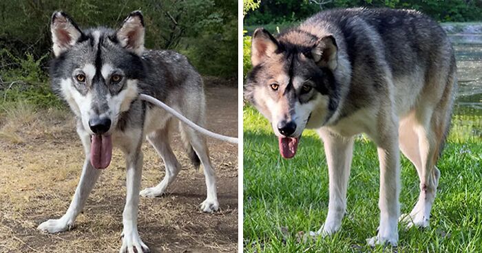 40 Pictures Of Dogs’ Before-And-After Transformations Post Adoption To Melt Your Heart (New Pics ...