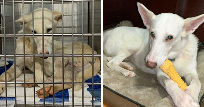 40 Pictures Of Dogs’ Before-And-After Transformations Post Adoption To ...