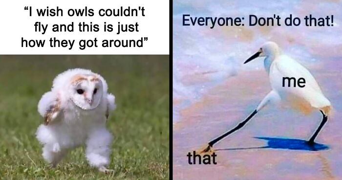 39 Giggle-Worthy Memes Where Birds Took Center Stage | Bored Panda