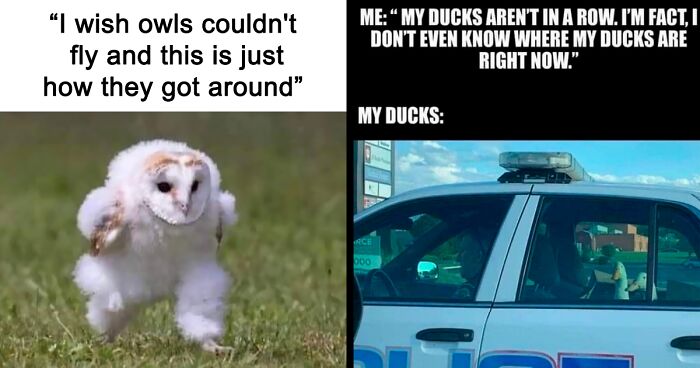39 Giggle-Worthy Memes Where Birds Took Center Stage | Bored Panda