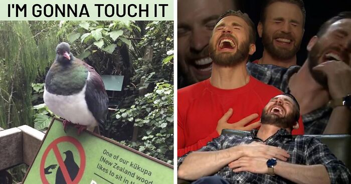 39 Giggle-Worthy Memes Where Birds Took Center Stage | Bored Panda