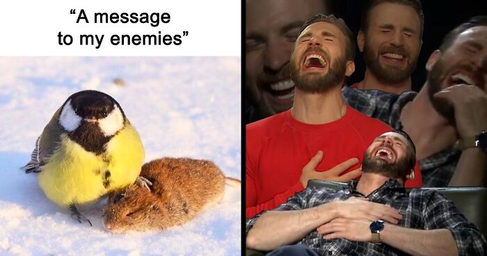 39 Giggle-Worthy Memes Where Birds Took Center Stage | Bored Panda
