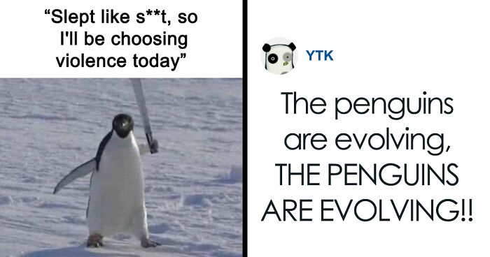 39 Giggle-Worthy Memes Where Birds Took Center Stage | Bored Panda