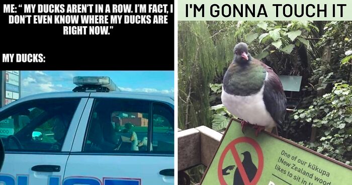 39 Giggle-Worthy Memes Where Birds Took Center Stage | Bored Panda