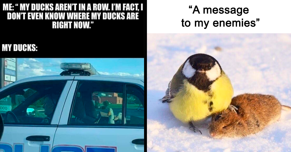Fit Bird Memes