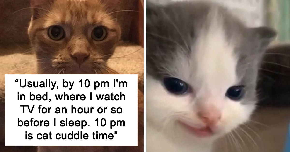 Someone Online Wondered “What Rules Has Your Cat Set In Your Household ...