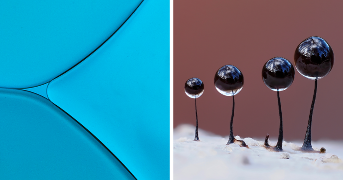 31 Of The Most Stunning Pics That Nailed The Close-Up Photographer Of ...