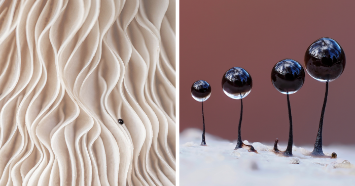 31 Of The Most Stunning Pics That Nailed The Close-Up Photographer Of ...