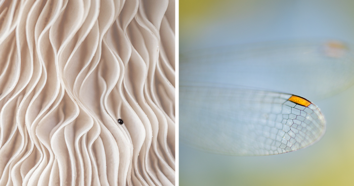 31 Of The Most Stunning Pics That Nailed The Close-Up Photographer Of ...