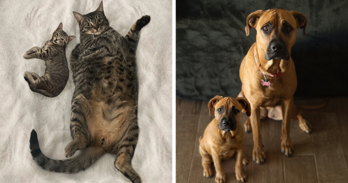 40 Pictures Showing Growth Comparison Of Dogs As Puppies And As Adults ...