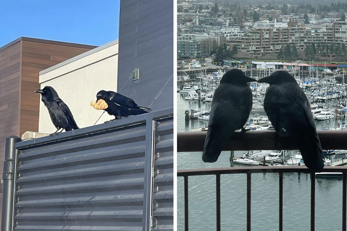 77 Ominously Cute Crow Pictures | Bored Panda