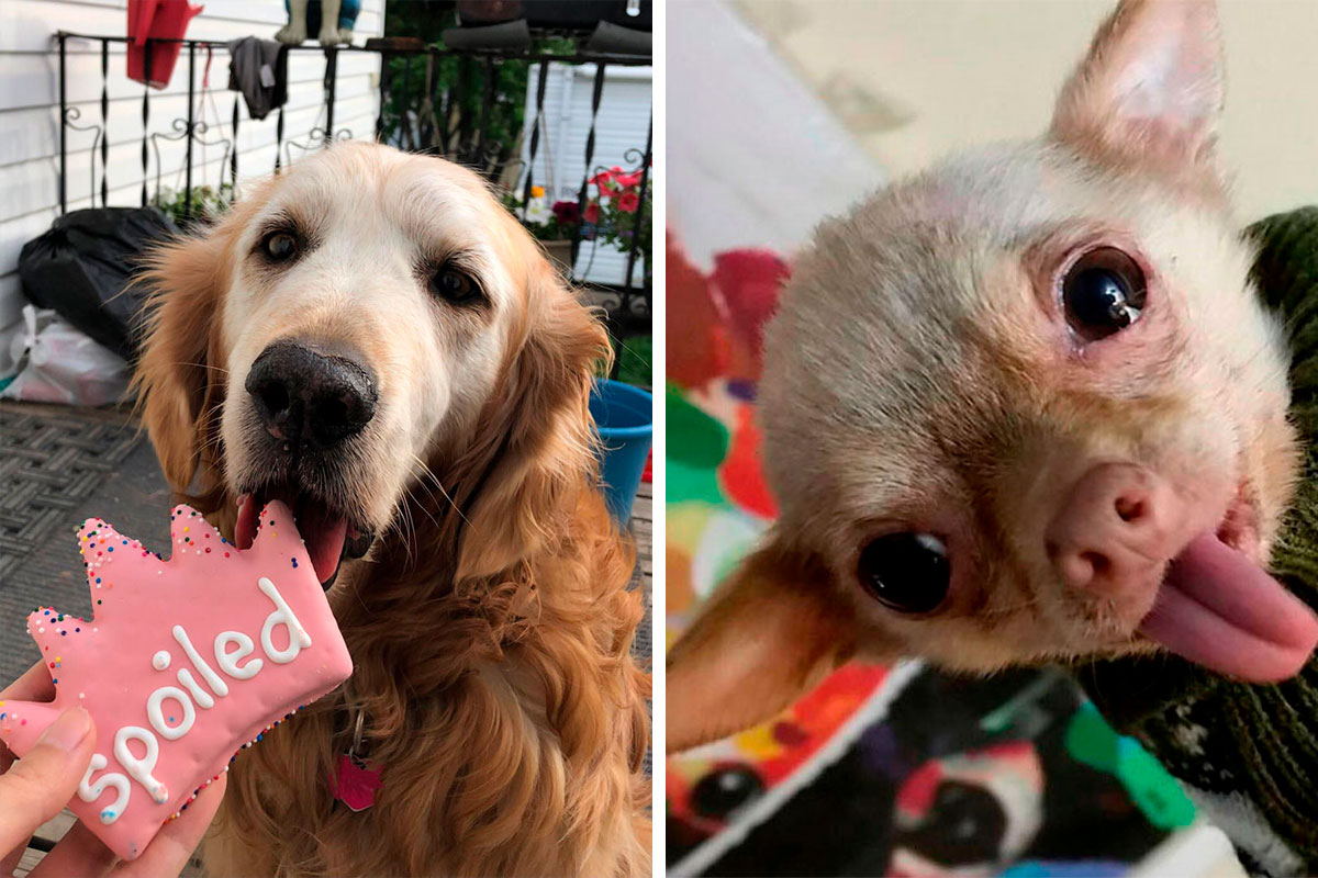 92 Photos Of Cute Old Dogs That Might Just Make Your Day | Bored Panda