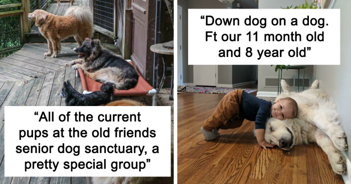 50 Delightful Pictures Of Elderly Dogs Enjoying Life | Bored Panda