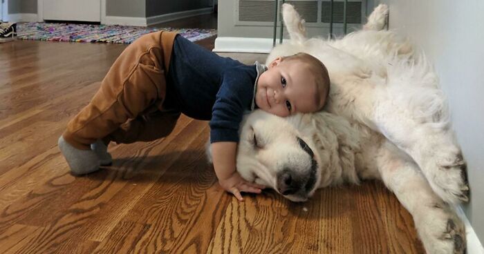 50 Delightful Pictures Of Elderly Dogs Enjoying Life | Bored Panda
