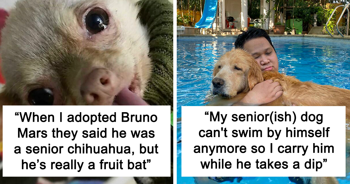 50 Delightful Pictures Of Elderly Dogs Enjoying Life | Bored Panda