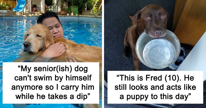 50 Delightful Pictures Of Elderly Dogs Enjoying Life | Bored Panda