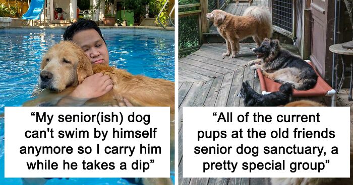 50 Delightful Pictures Of Elderly Dogs Enjoying Life | Bored Panda