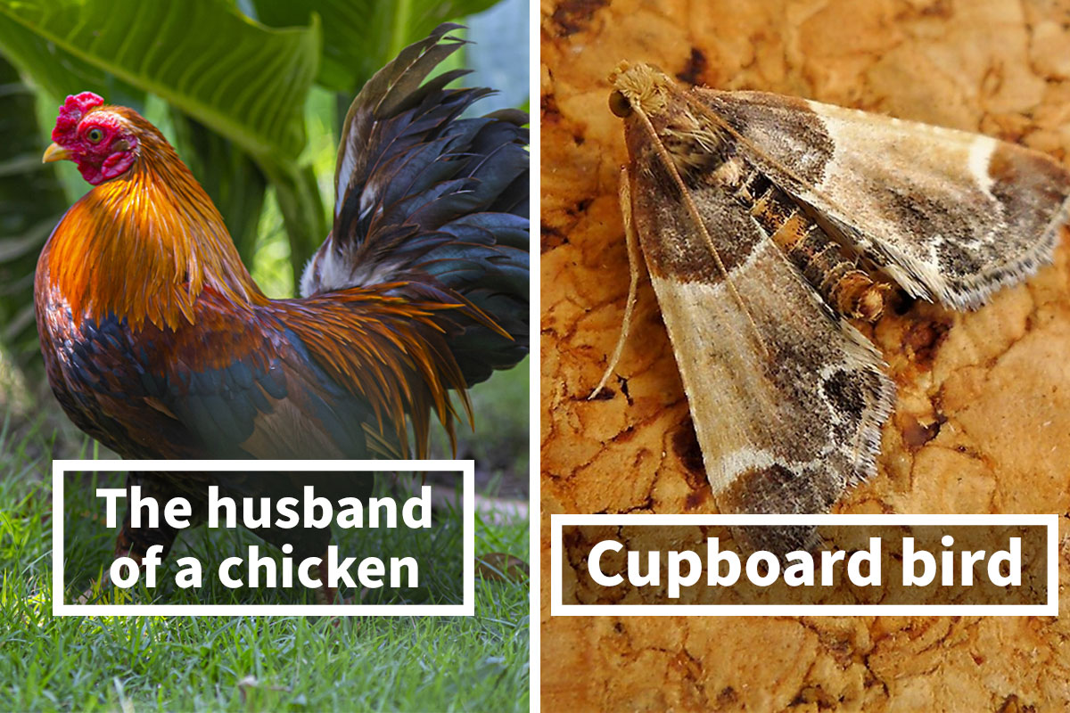 50 Times Non-Native English Speakers Tried To Say Something And It Came ...