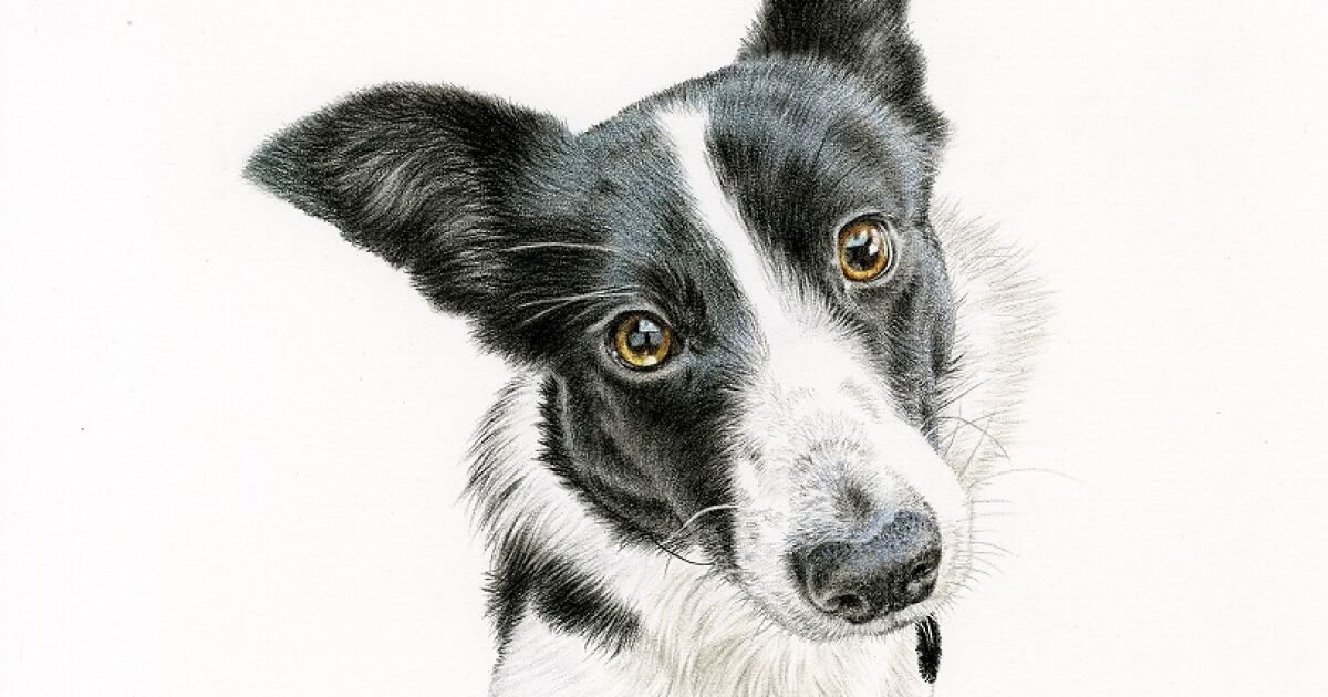 I Specialize In Pet Art, And Here Are 5 Of My Drawings Of Dogs | Bored ...