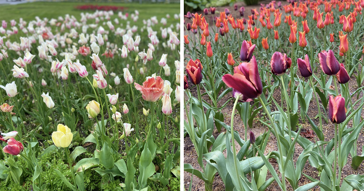 I Went To The Tulip Town Festival, And Here Are Some Of The Best Photos ...