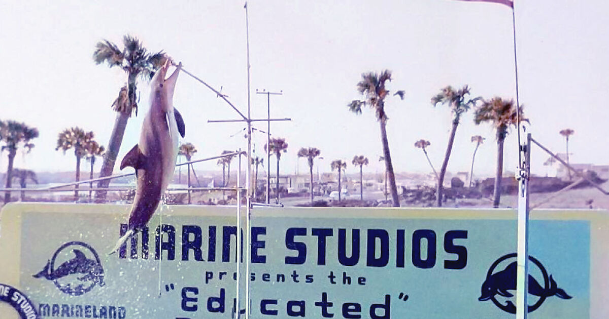I Gathered Photos Showcasing Historic Marine Studios, Marineland Of ...