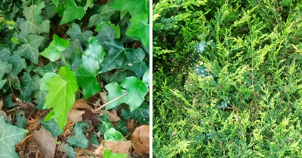 This Is Why Overgrown Weeds Can Be A Good Thing If You’re A ...