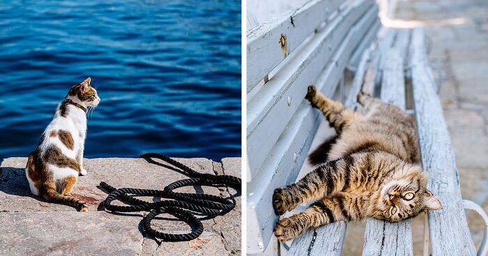 40 Cats Living In One Of The Most Beautiful Greek Islands That I ...