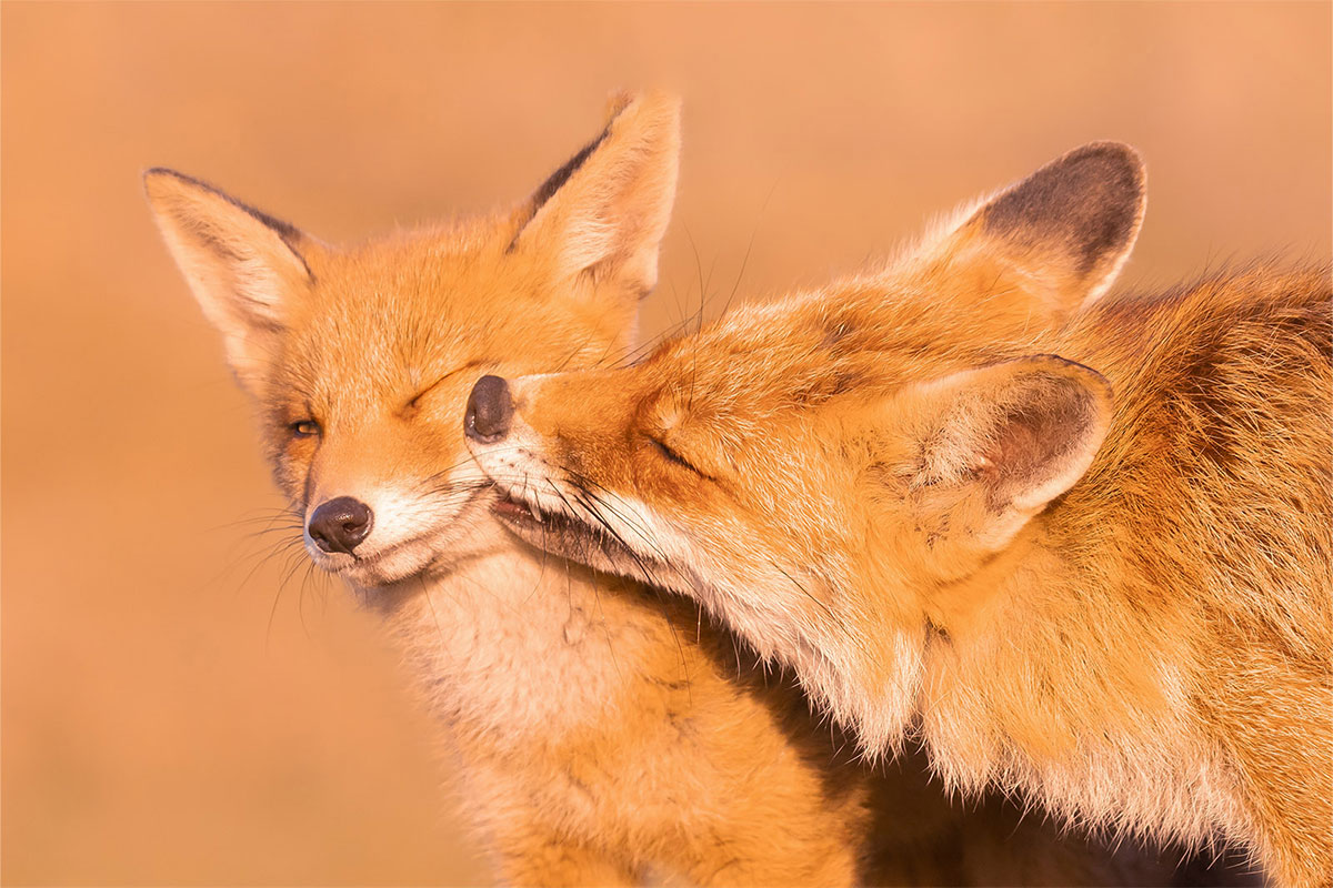 To Celebrate Mother’s Day, I Captured 21 Photographs Of Foxes With ...