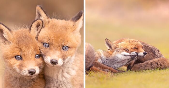 To Celebrate Mother’s Day, I Captured 21 Photographs Of Foxes With ...