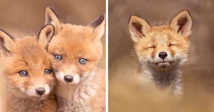 To Celebrate Mother’s Day, I Captured 21 Photographs Of Foxes With ...