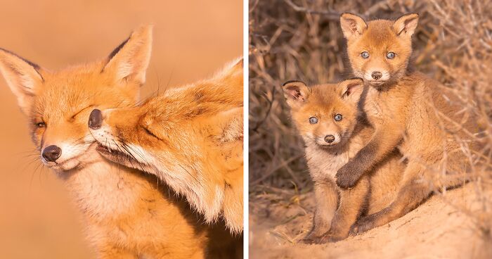 To Celebrate Mother’s Day, I Captured 21 Photographs Of Foxes With ...