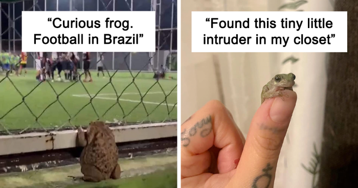 30 Times People Had A Funny Or Wholesome Encounter With A Frog In Real ...
